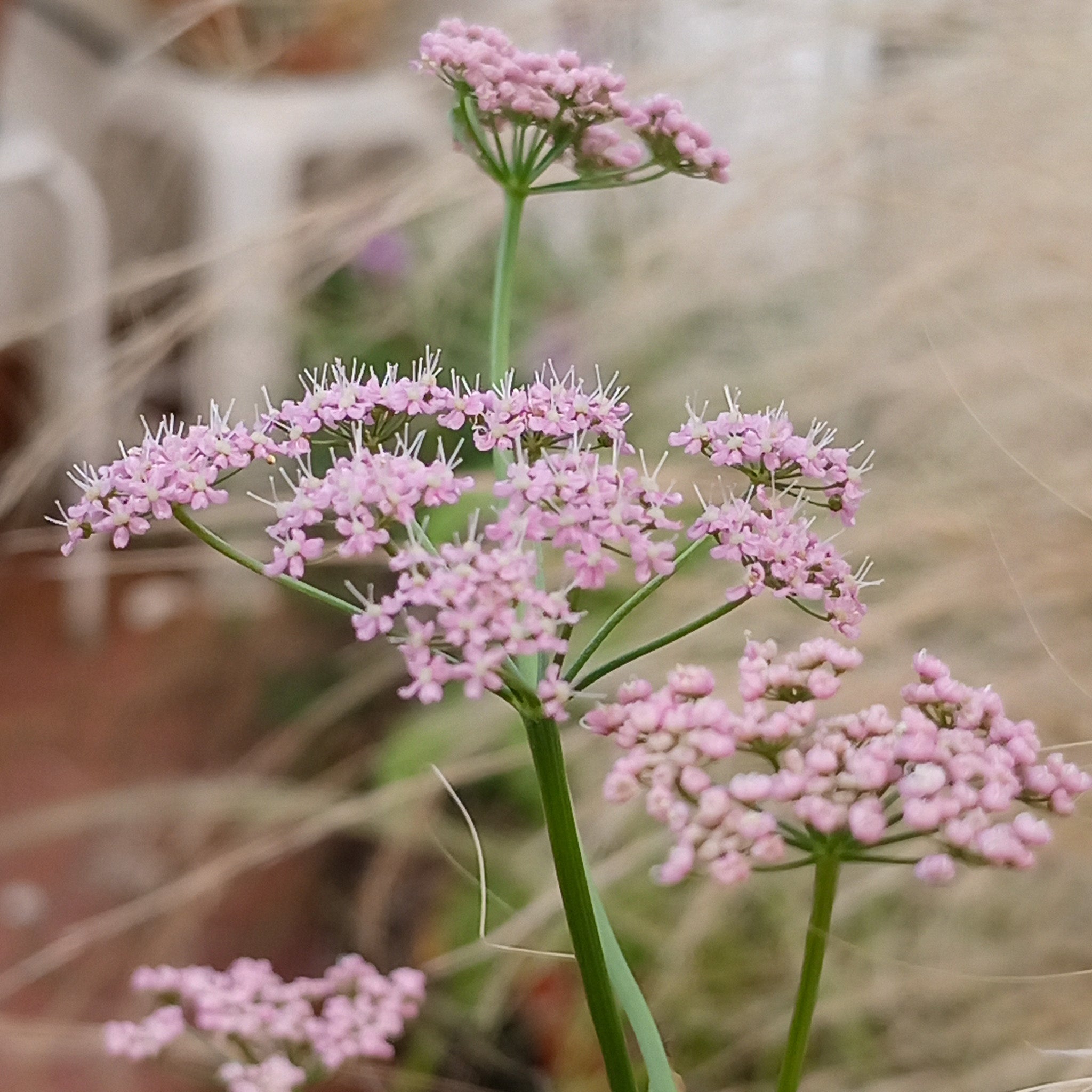 Pimpinella major Rosea – Viveros La Resqueta